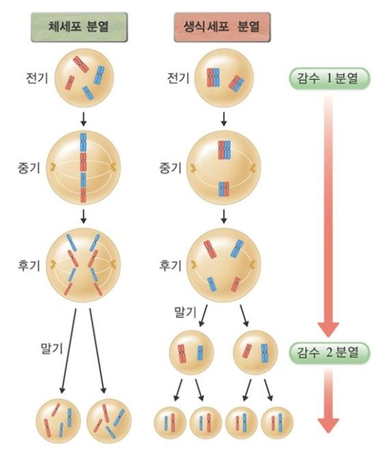 3 Ⅳ 1 4 생식세포분열 감수분열의 과정과 의의 체세포분열과 생식세포분열의 비교 네이버 블로그